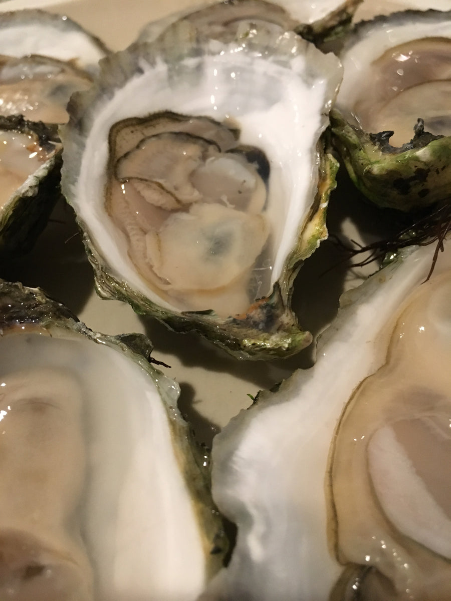 Oysters on the Half Shell – Barnstable Shellfish Farmers Market