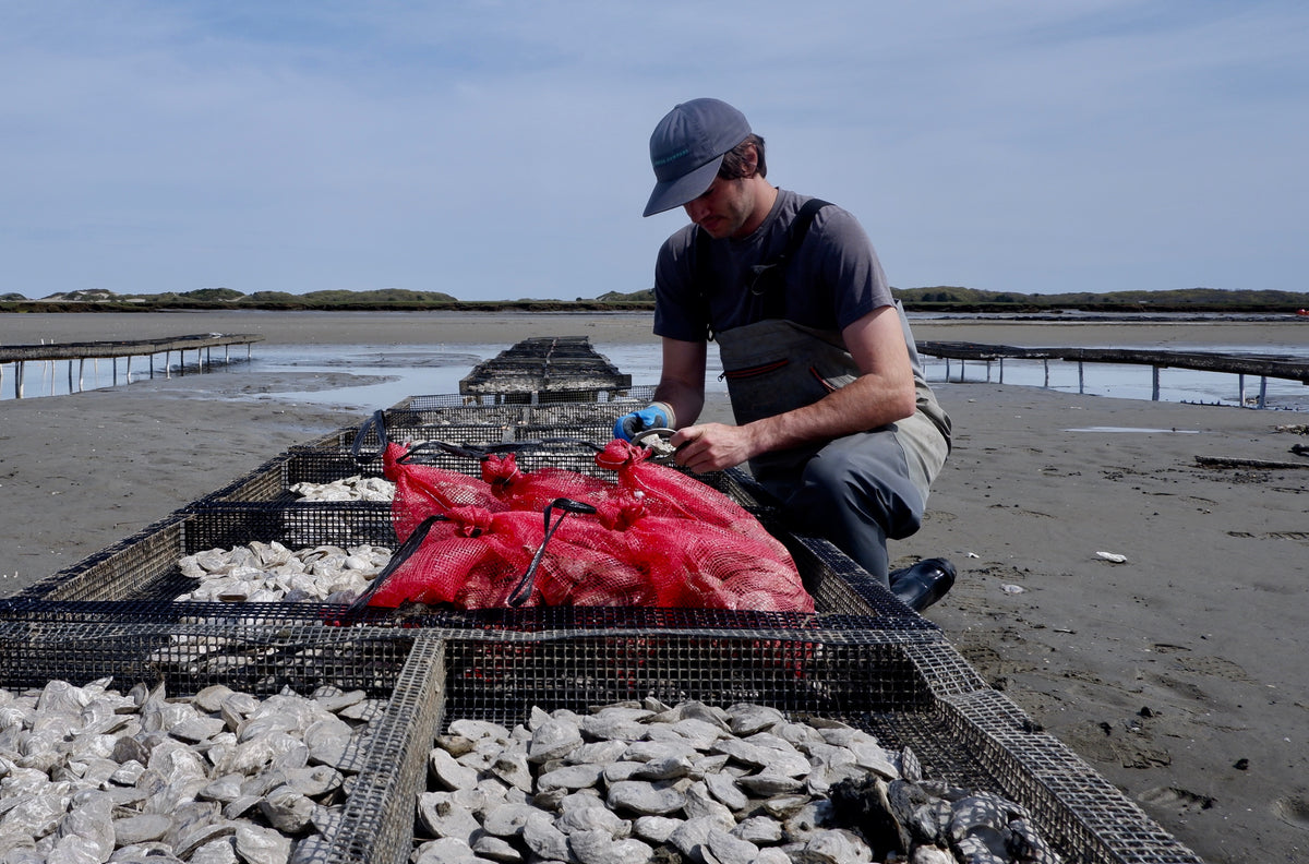 Tyler Hagenstein, Channel Rock Oysters – Barnstable Shellfish Farmers ...